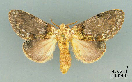 Papua Insects Foundation (Lepidoptera/Notodontidae/Syntypistis dinawa)
